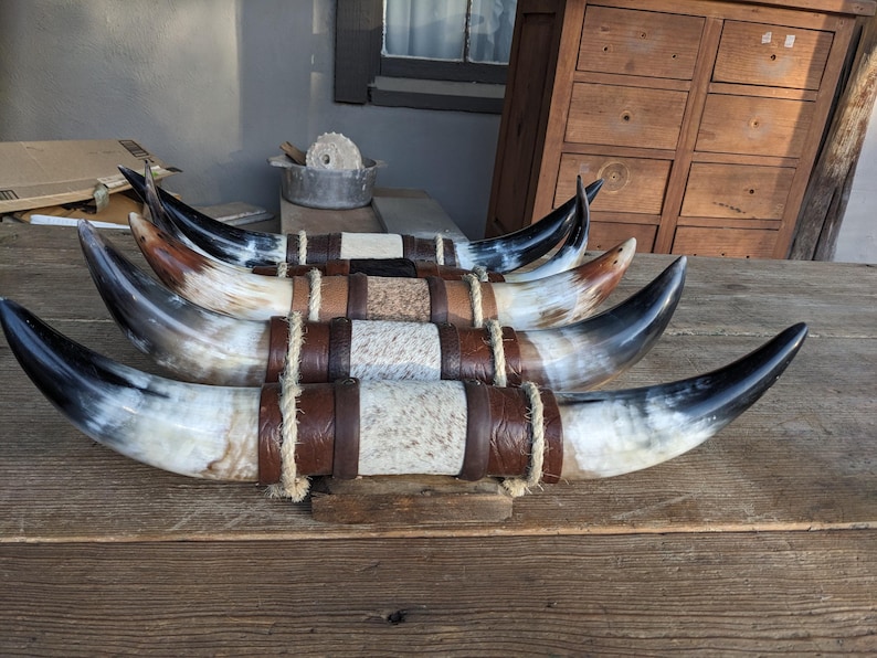 Mini Steer/ Cow Horns - Etsy