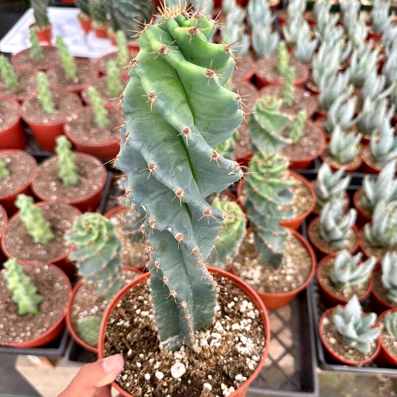 Spiral Cactus Plant - Etsy