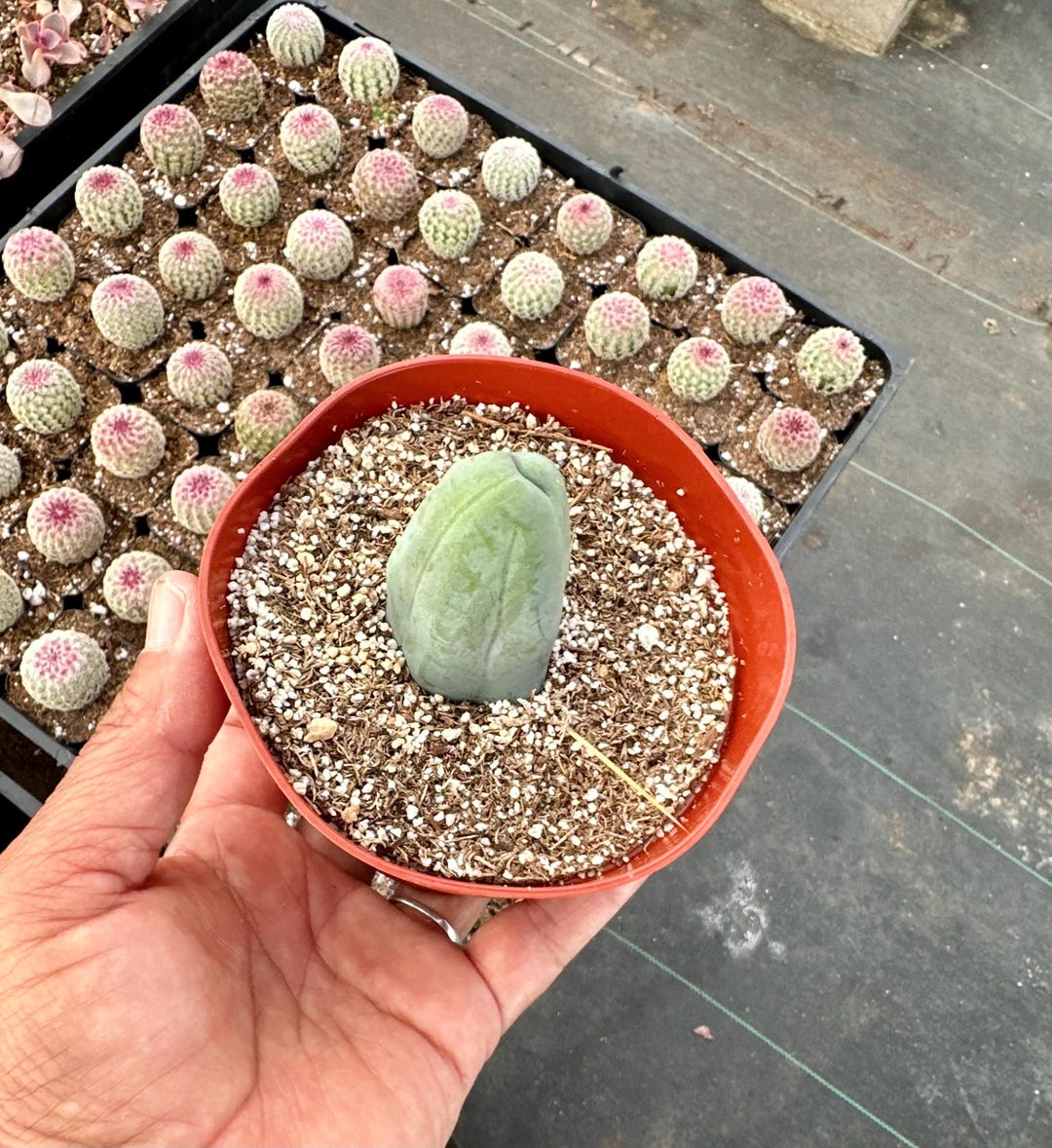 Penis Cactus/ Rare Plant/ Live Cactus - Etsy