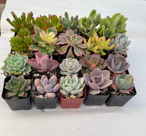 Variety Mix of 20 Succulents in a 2 Inch Pot - Etsy