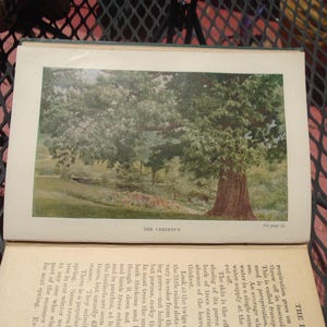 Trees 1917 Vintage Book - Etsy
