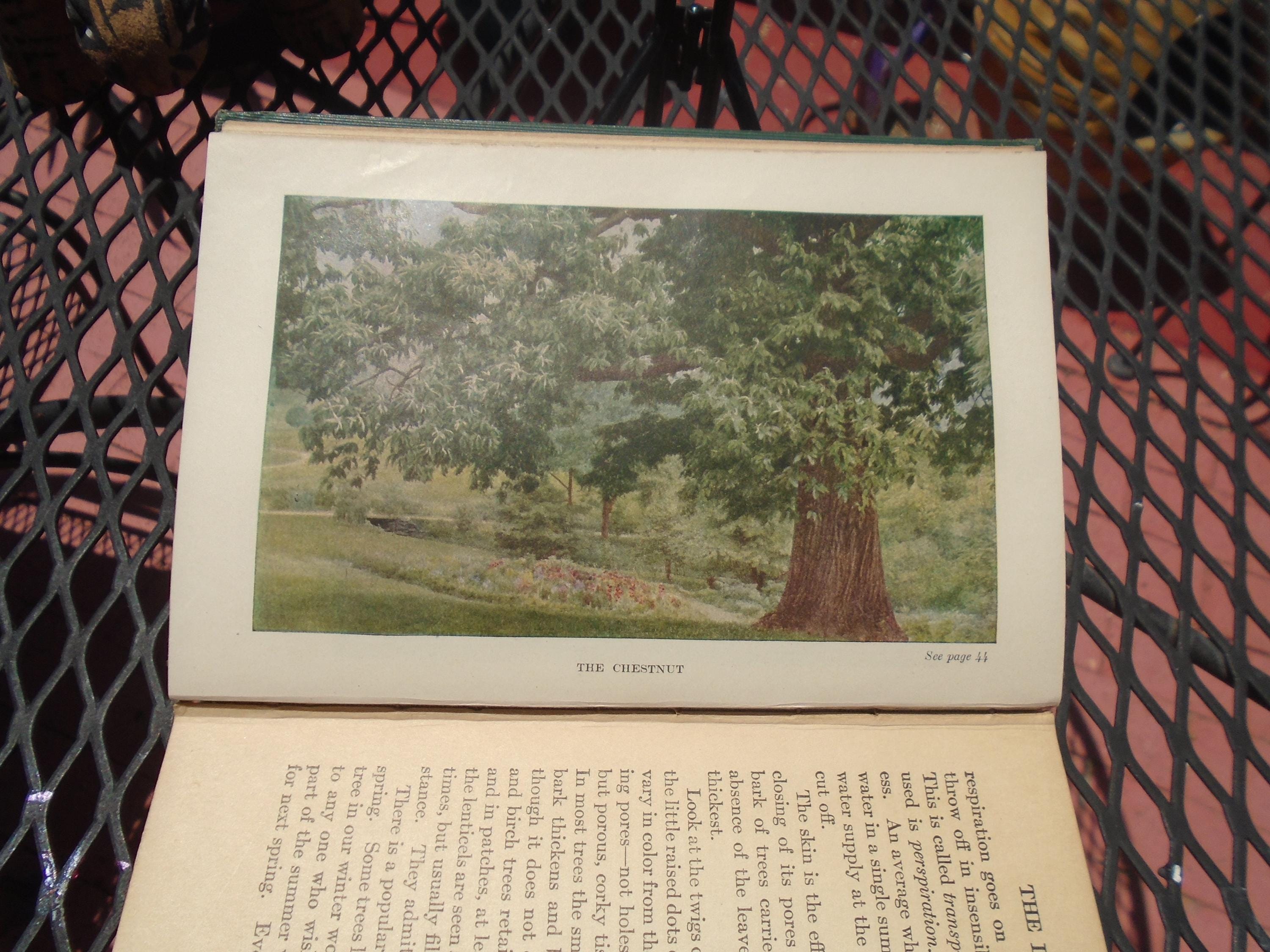 Trees 1917 Vintage Book - Etsy
