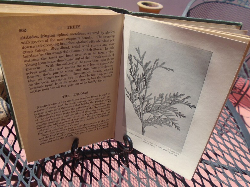 Trees 1917 Vintage Book - Etsy