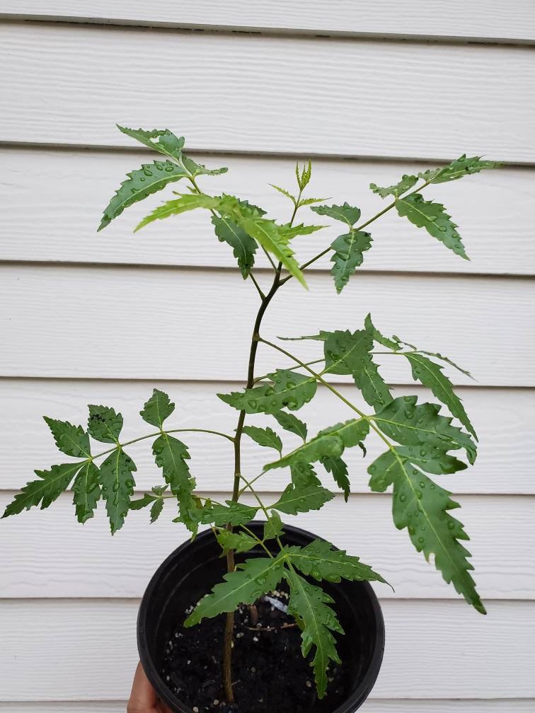 Azadirachta indica/nim/Nimba/margosa/Veppilai/Limba/Vepaku/Bevu ...