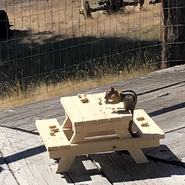 Squirrel Picnic Table - Etsy
