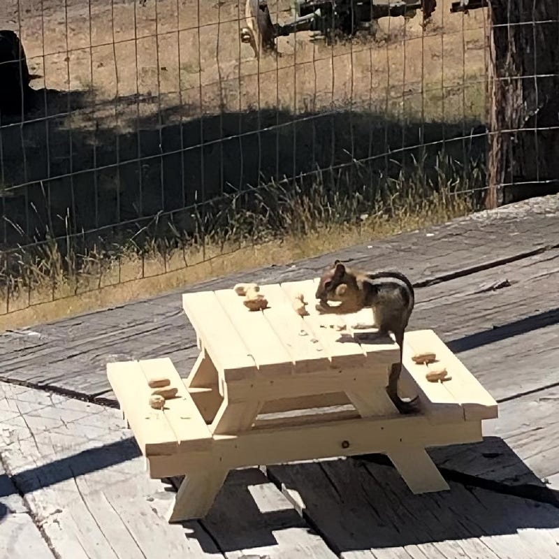 Squirrel Picnic Table - Etsy