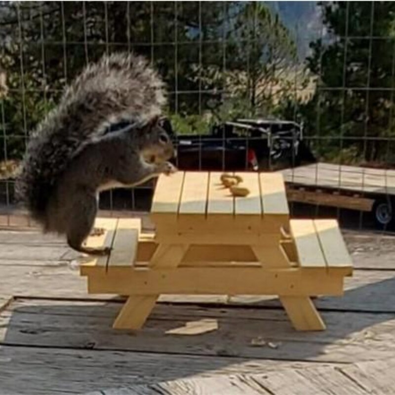 Squirrel Picnic Table - Etsy