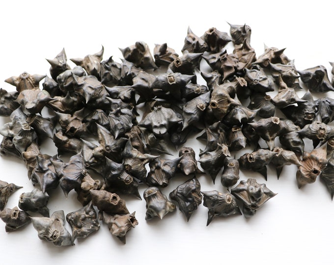 Bulk Water Chestnut Seeds, Devil Pods, Bat Nuts, Water Caltrops, Trapa ...