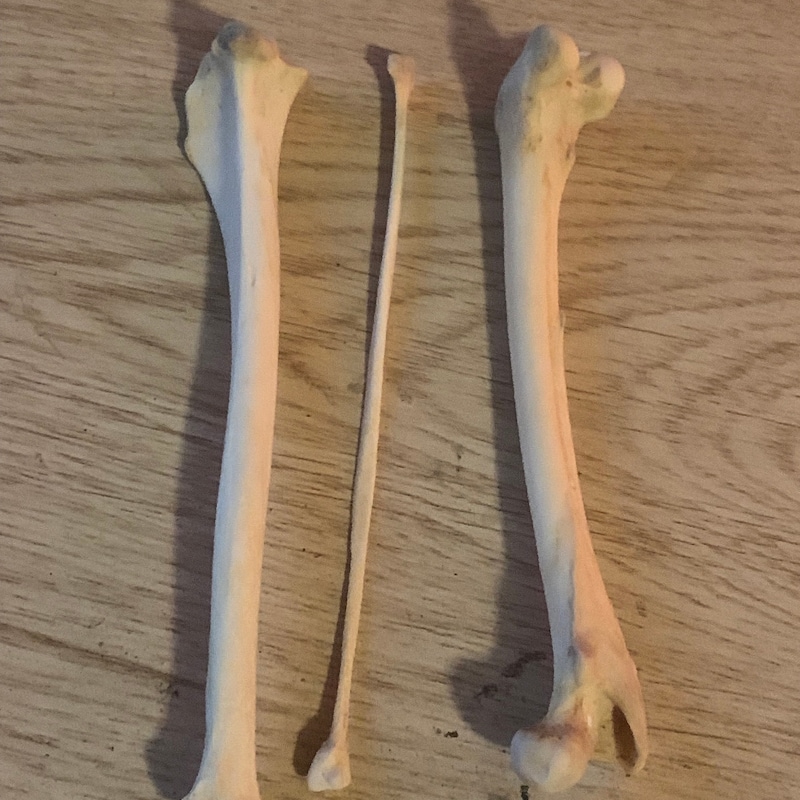 Fox Bone - Etsy