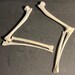 Real Red Fox Front Leg Bones, Bones for Crafts, Jewelry, Spiritual Etc ...