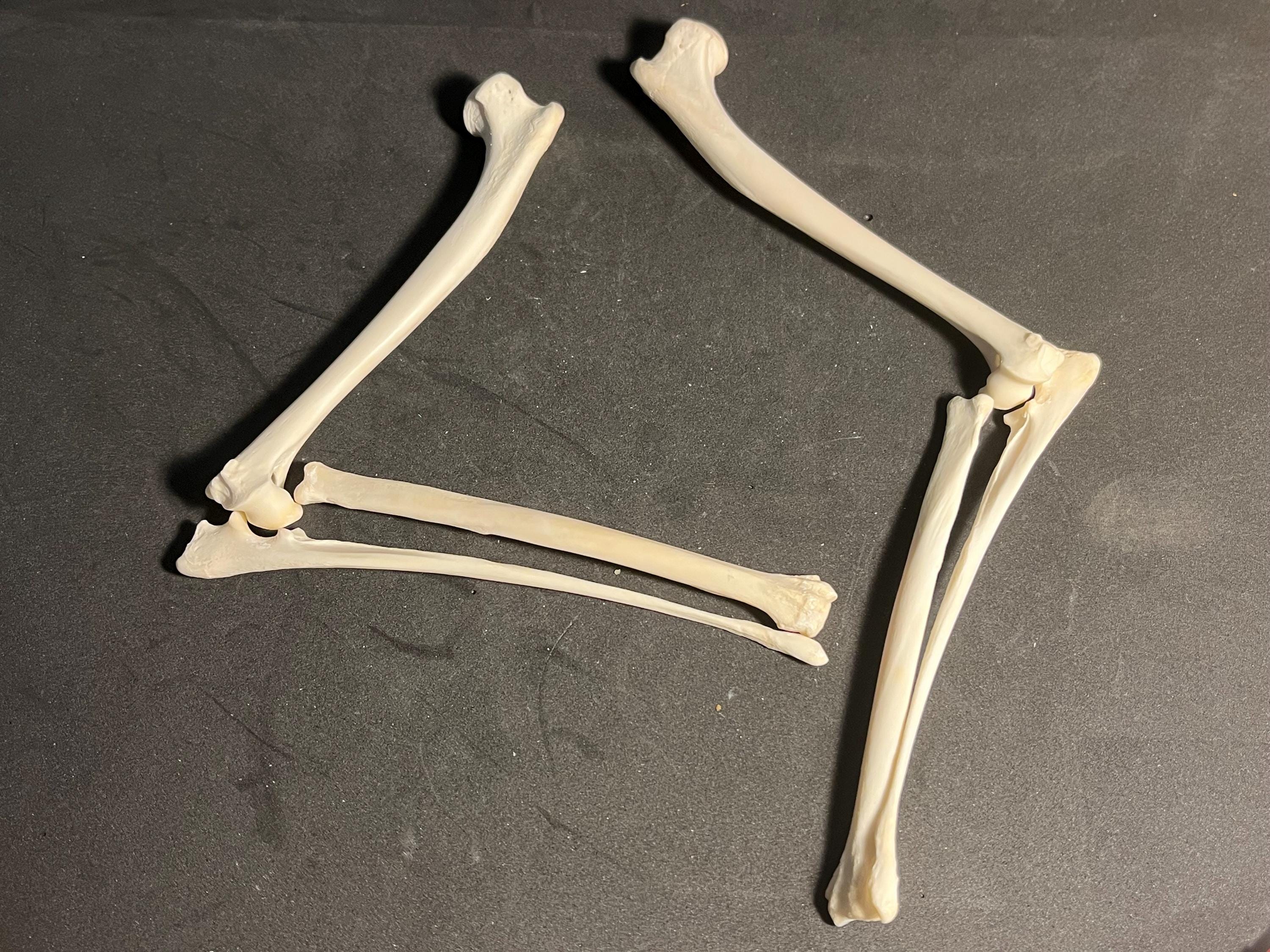 Real Red Fox Front Leg Bones, Bones for Crafts, Jewelry, Spiritual Etc ...