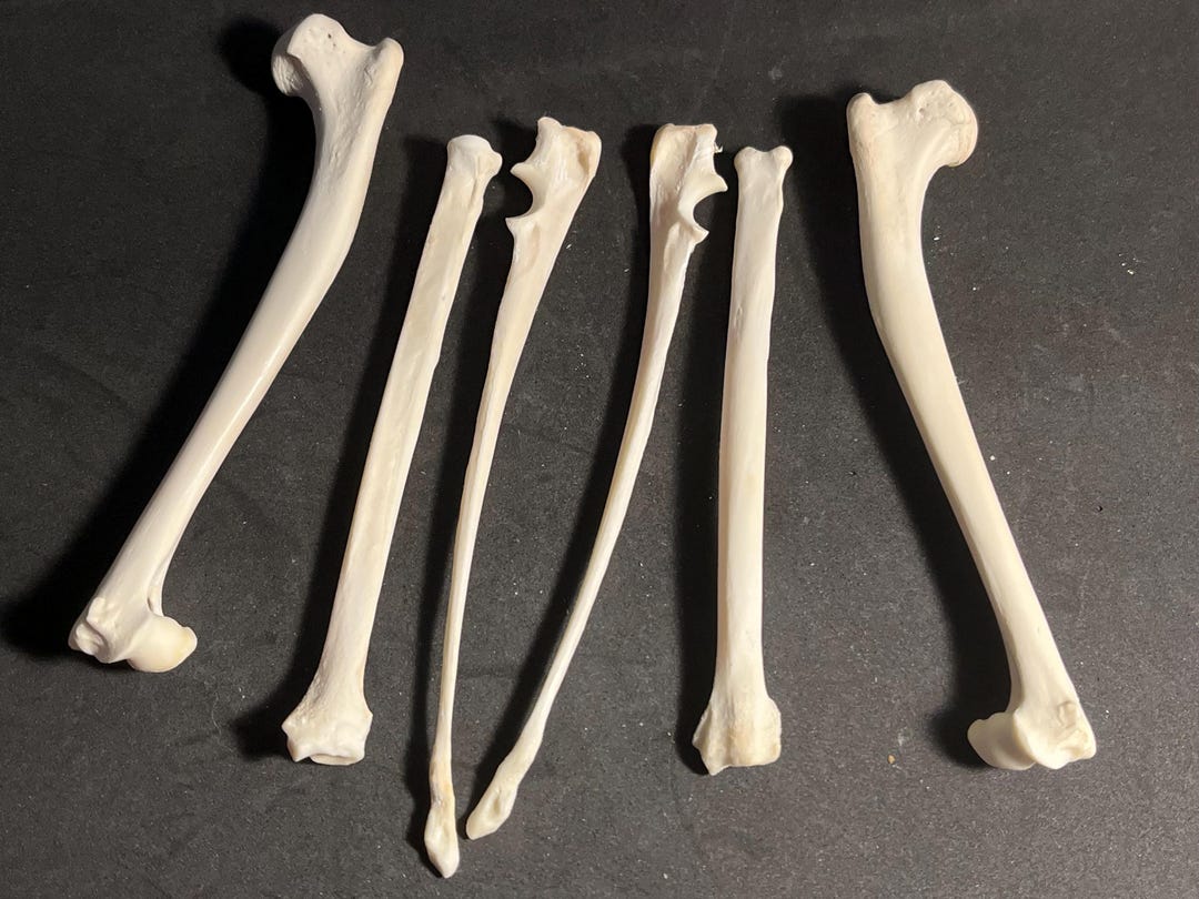 Real Red Fox Front Leg Bones, Bones for Crafts, Jewelry, Spiritual Etc ...
