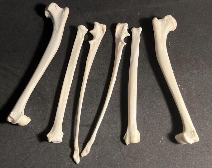 Real Red Fox Front Leg Bones, Bones for Crafts, Jewelry, Spiritual Etc ...