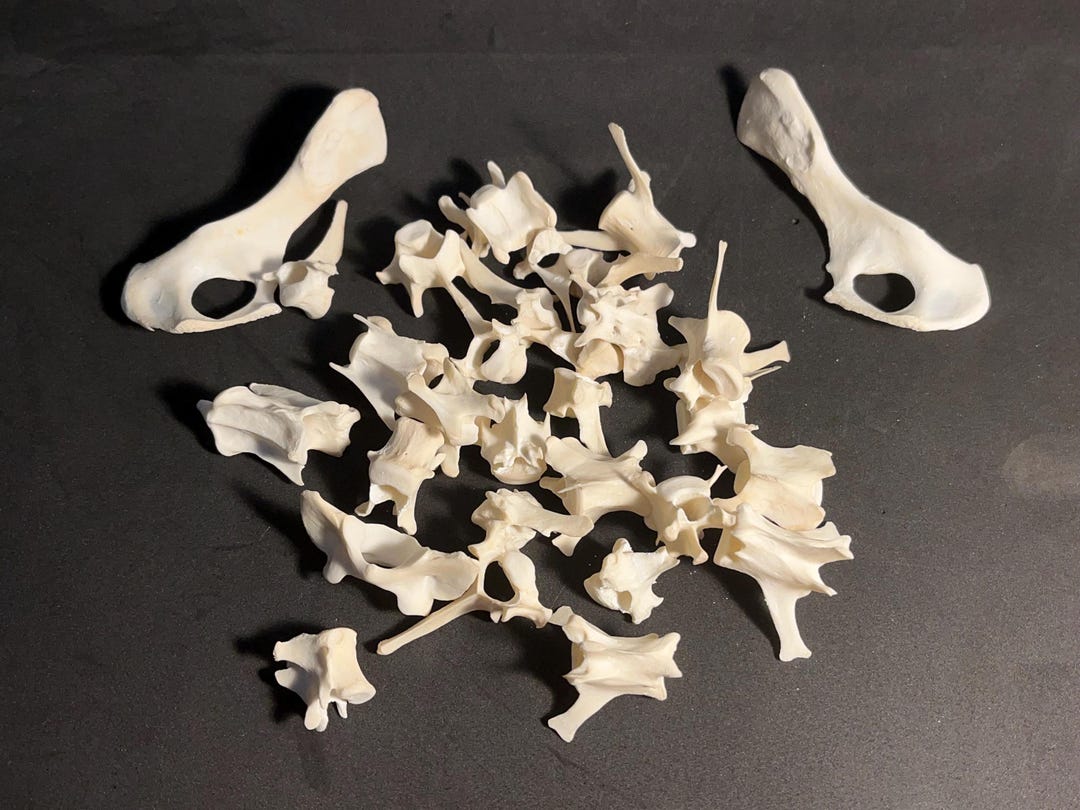 Real Red Fox Vertabrae and Pelvis, Bones for Crafts, Jewelry, Spiritual ...