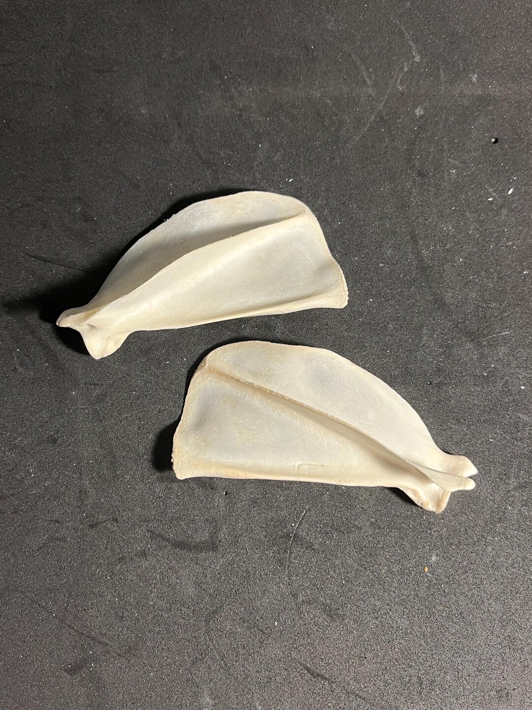 Real Red Fox Scapulas/shoulder Blades, Bones for Crafts, Jewelry ...