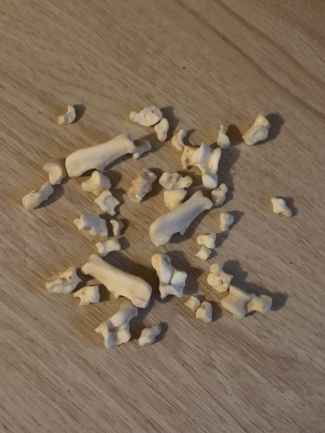 30+ Real Red Fox Wrist/ankle Bones for Crafts, Jewelry, Spiritual Etc ...