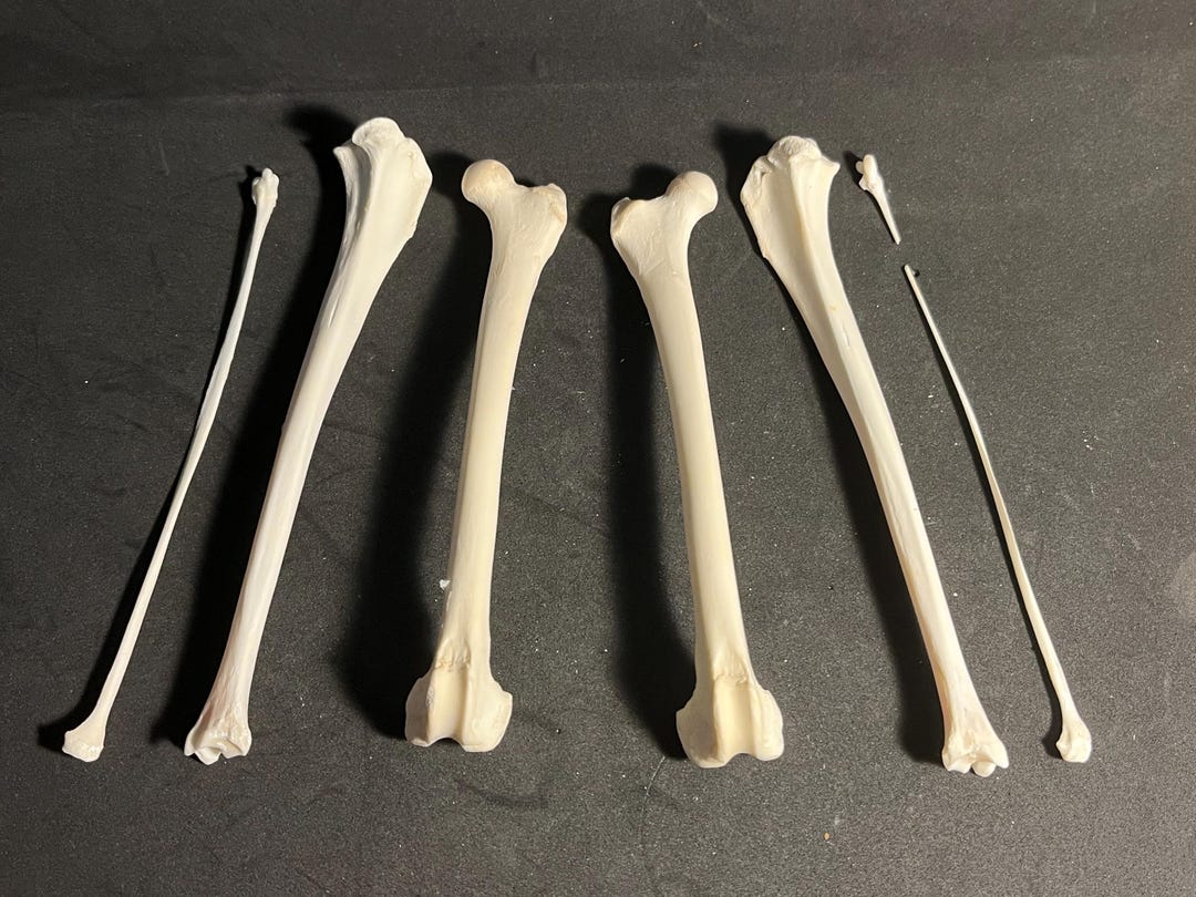 Real Red Fox Hind Leg Bones, Bones for Crafts, Jewelry, Spiritual Etc ...