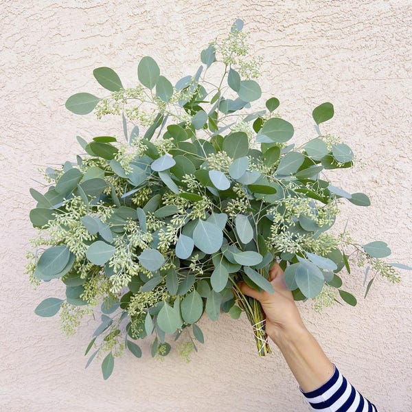 Seeded Eucalyptus - Etsy