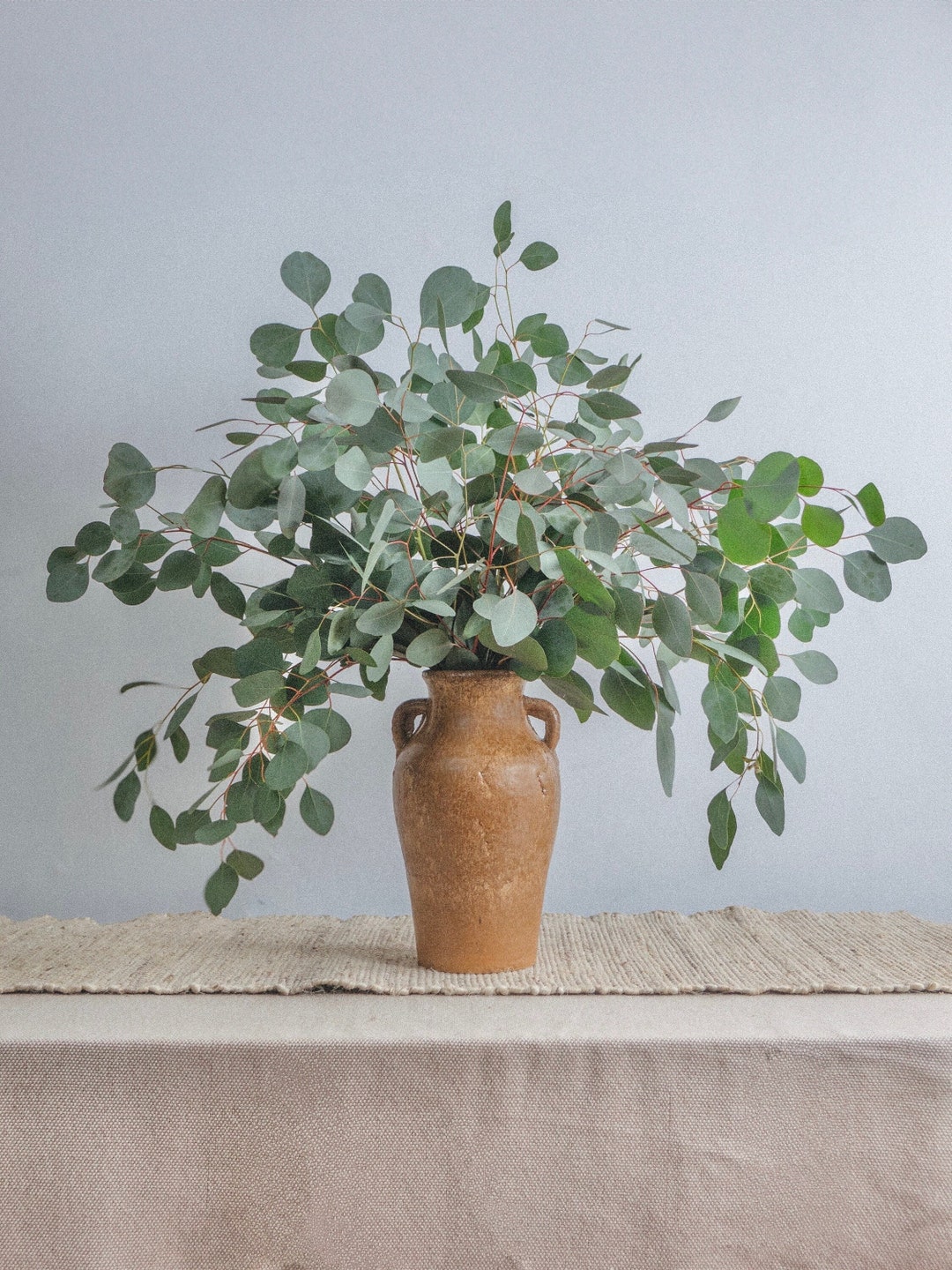 Bulk Silver Dollar Eucalyptus Stems | Eucalyptus Decor | Fresh | Silver ...