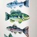 Watercolor River Fish Art Print, Blue & Green Bass, Trout, Salmon ...