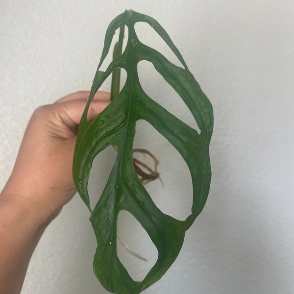 Variegated Monstera Esqueleto - Etsy