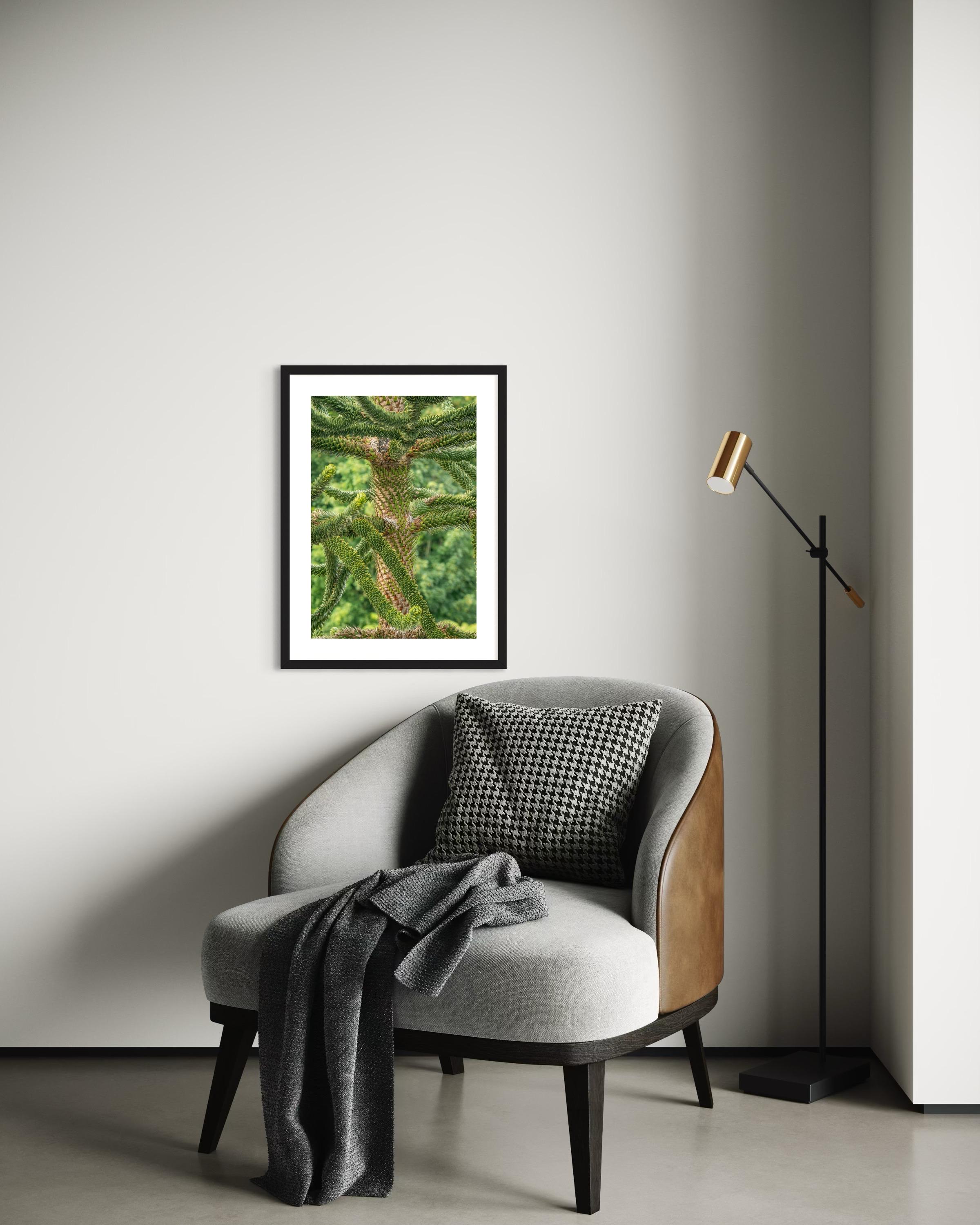 Monkey Puzzle Tree Print Wall Art Green Monkey Puzzle Wall Hanging ...