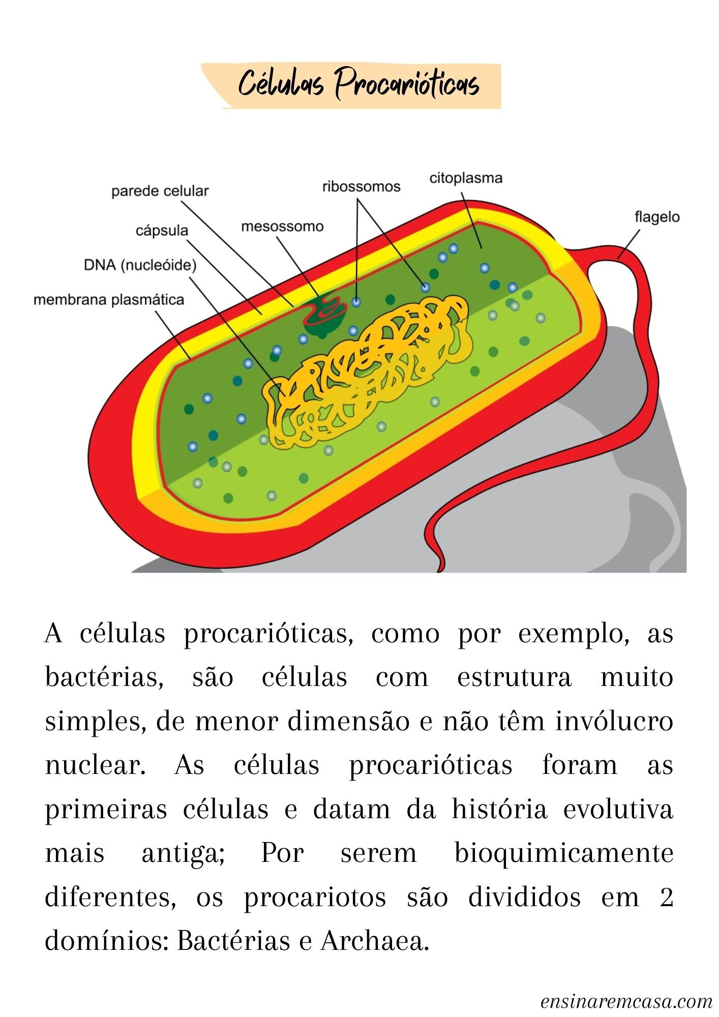 A Célula - Matéria Das Células, 7.º Ano, Fichas Ciências 7.º Ano - Etsy ...