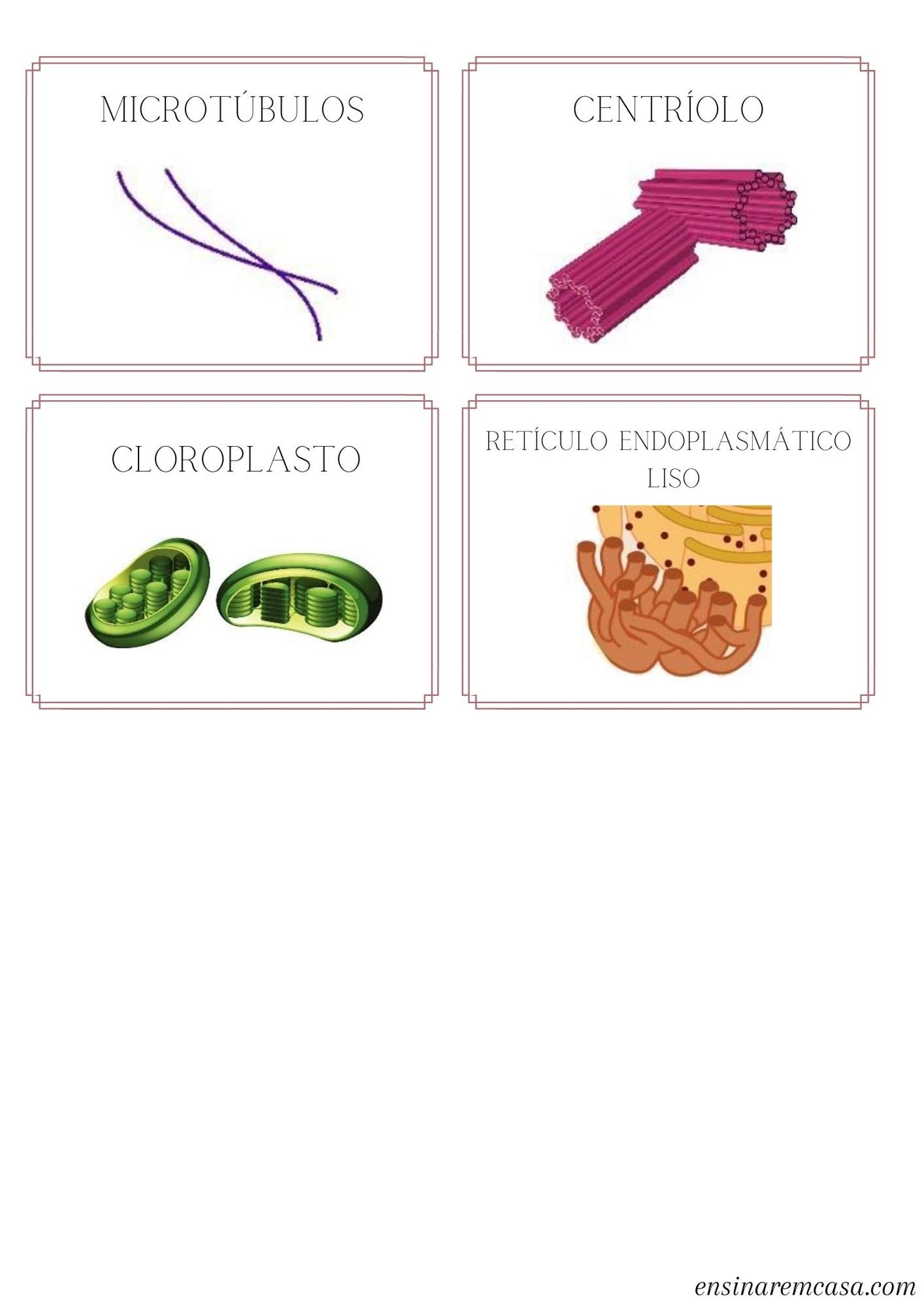 A Célula - Matéria Das Células, 7.º Ano, Fichas Ciências 7.º Ano - Etsy ...