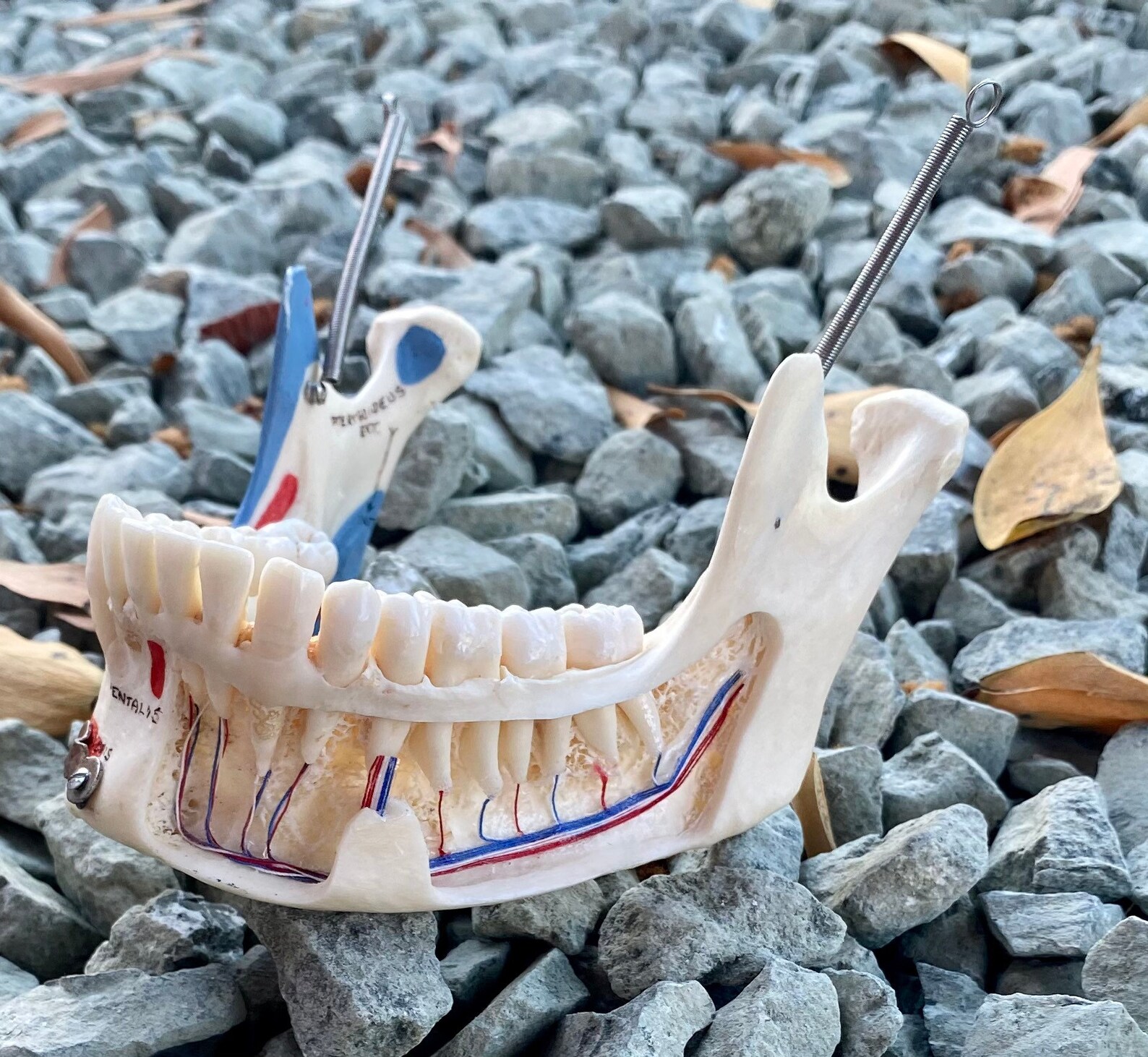 Real Human Skull Demonstration | Etsy