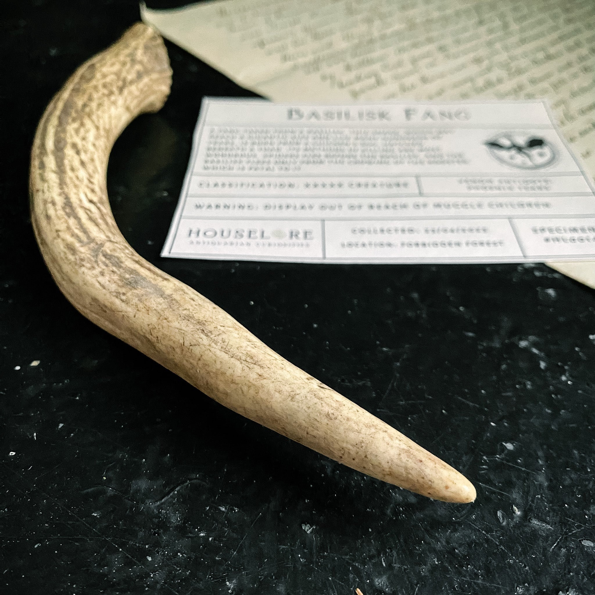 Basilisk Fang Specimen HP Decor Horcrux Magical Creature - Etsy