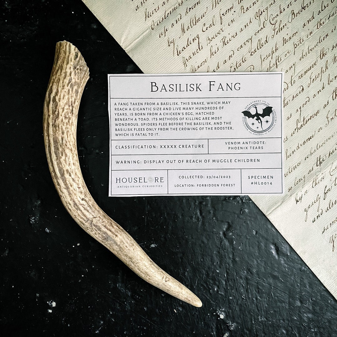 Basilisk Fang Specimen HP Decor Horcrux Magical Creature - Etsy