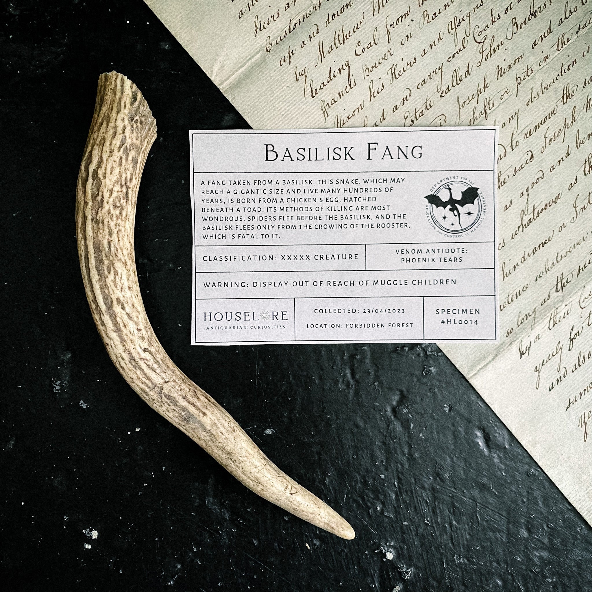 Basilisk Fang Specimen HP Decor Horcrux Magical Creature - Etsy
