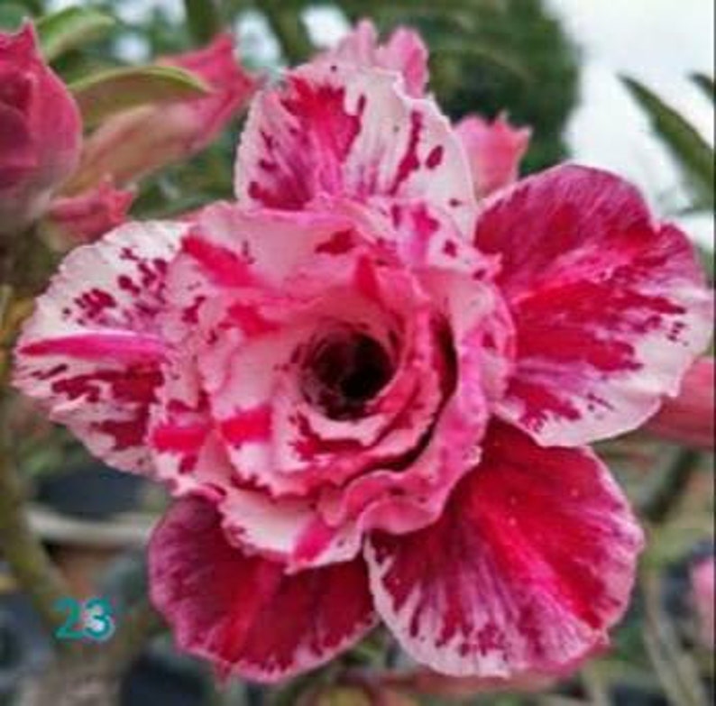 Grafted 23 Exotic Desert Rose speckled Pink - Etsy