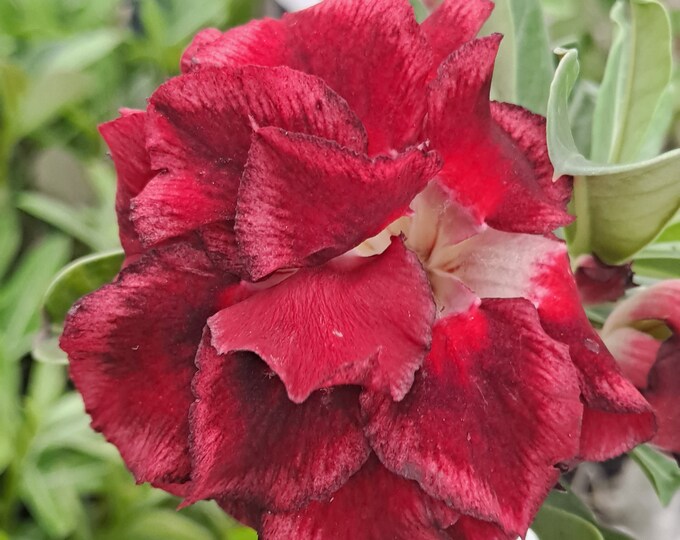Adenium Arabicum - Etsy
