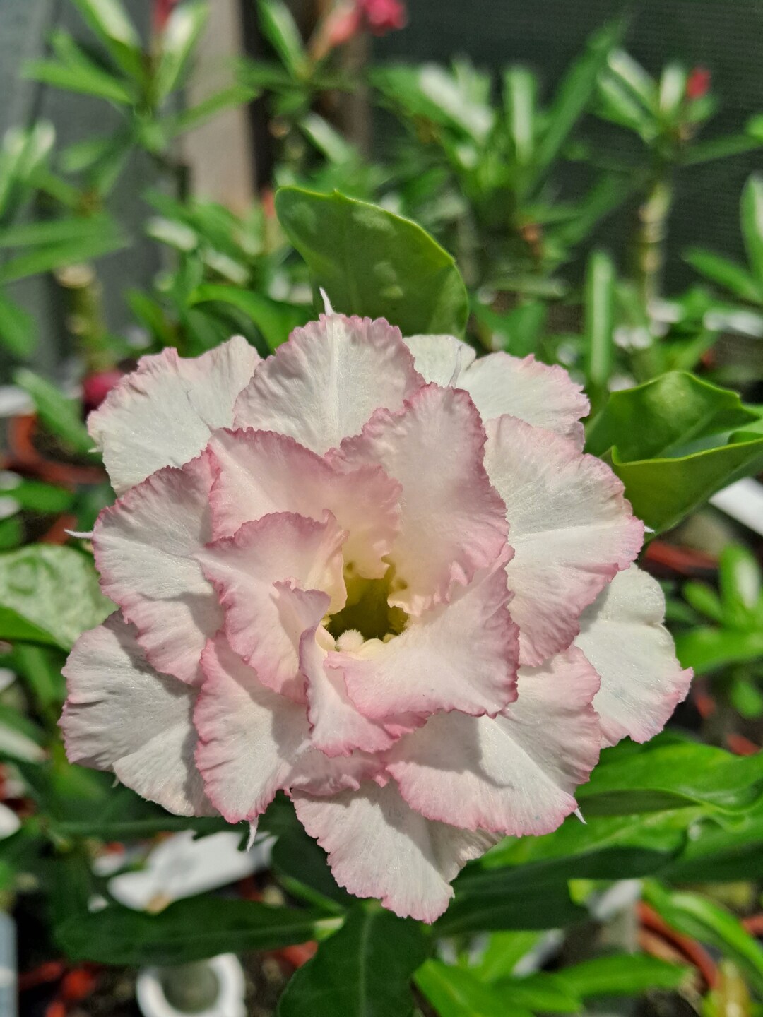 Grafted #09 Exotic Desert Rose "yellow Bells" Adenium Obesum Rosa Del ...