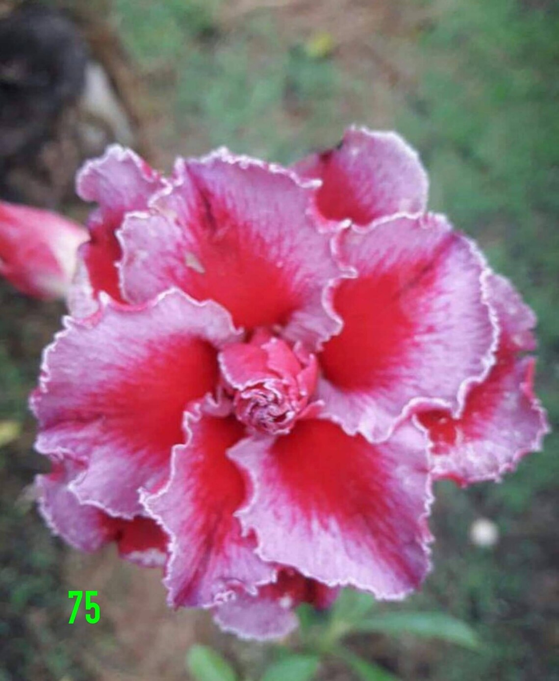 Exotic 75 Desert Rose Best Seller Grafted Adenium | Etsy