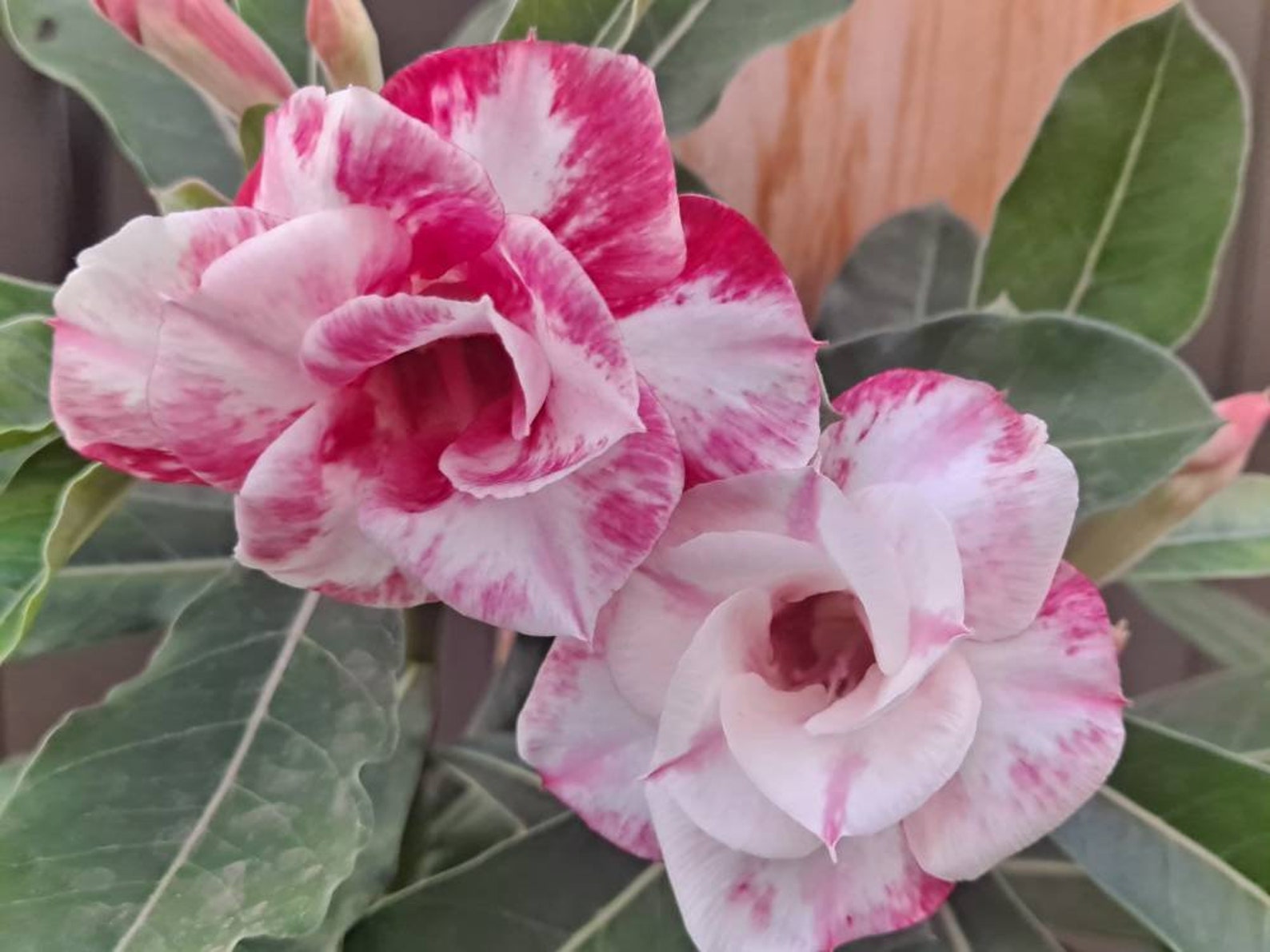 Exotic 58 Desert Rose jamaican Brew Grafted - Etsy