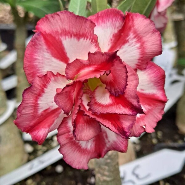 Desert Rose Plant - Etsy