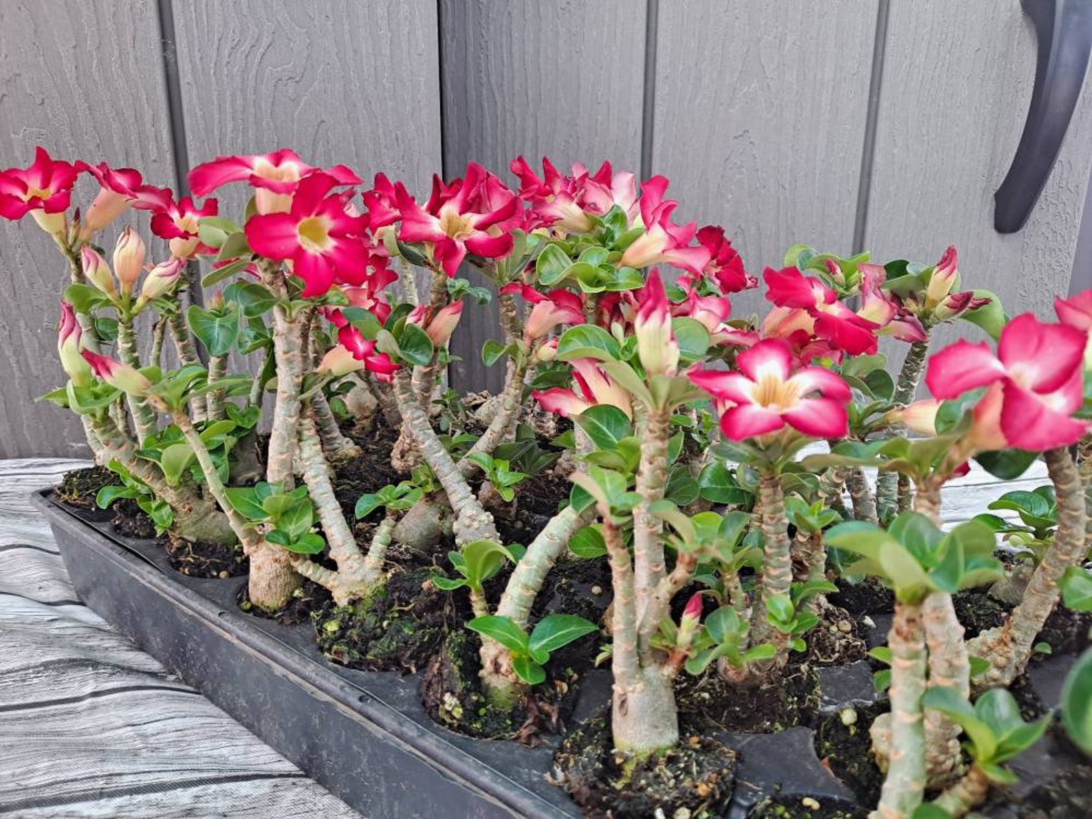 Rare Miniature Exotic Desert Rose seedling Adenium Obesum Rosa | Etsy