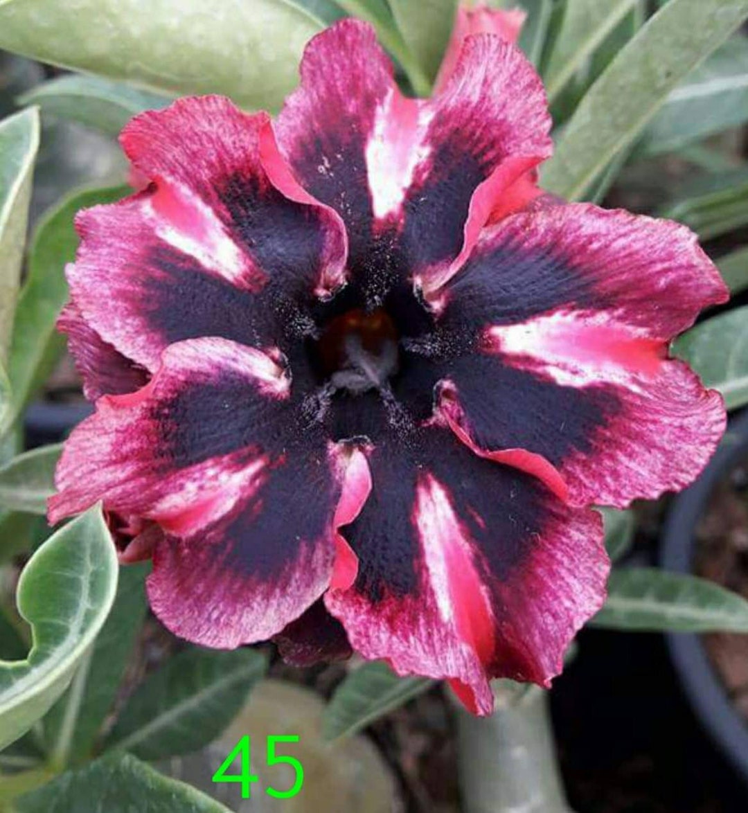 Exotic #45 Desert "squid Ink Grafted Adenium Obesum Rosa Del Desierto ...