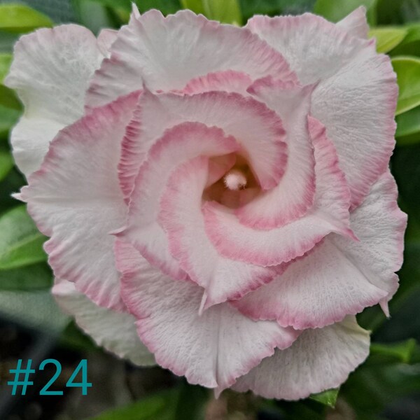 Adenium Obesum - Etsy