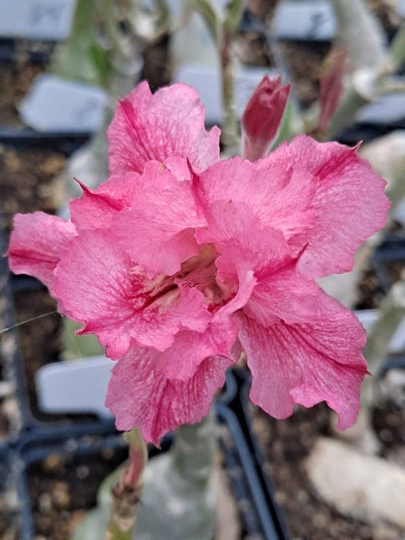 Exotic 84 Desert Rose heart Throb Grafted Adenium - Etsy