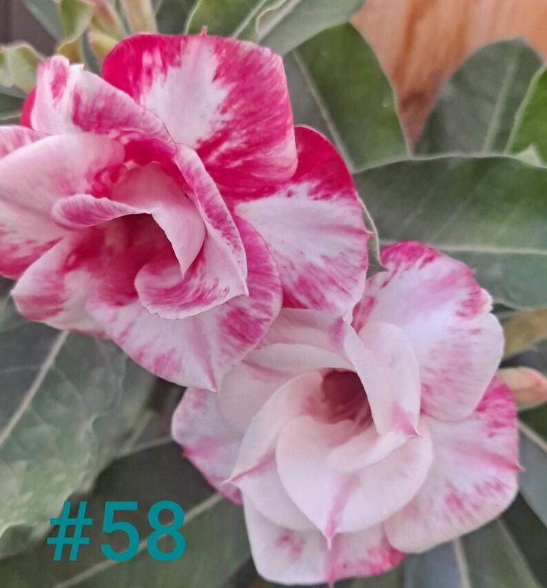 Exotic 58 Desert Rose jamaican Brew Grafted - Etsy