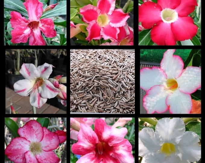 Adenium Obesum Seeds Mixed Colors Desert Rose Single and Multi Colored ...