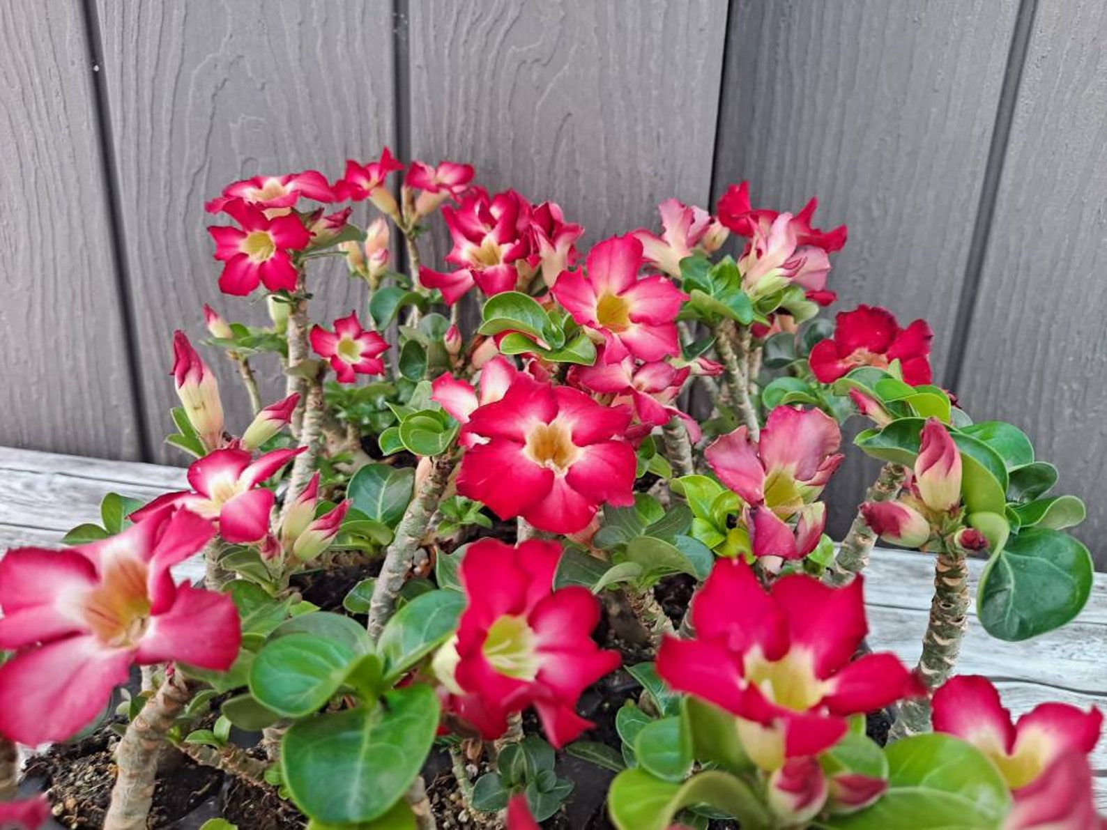 Rare Miniature Exotic Desert Rose seedling Adenium Obesum Rosa | Etsy