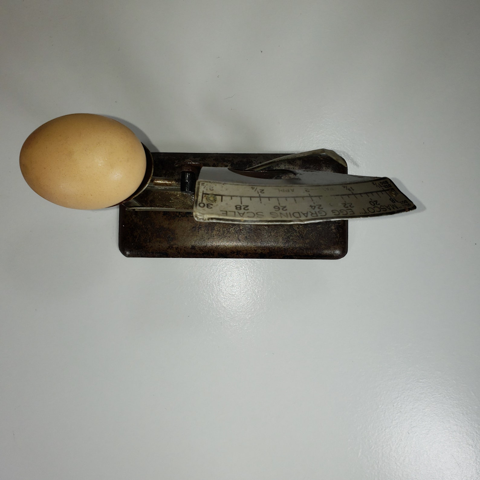 Mascot Egg Grading Scale Antique Egg Scale Primitive And | Etsy
