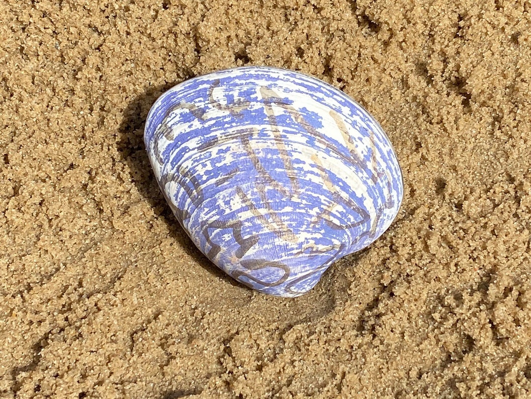 Clam Shell Rattle E, Light Language, Water Energy, Light Codes, Quantum ...