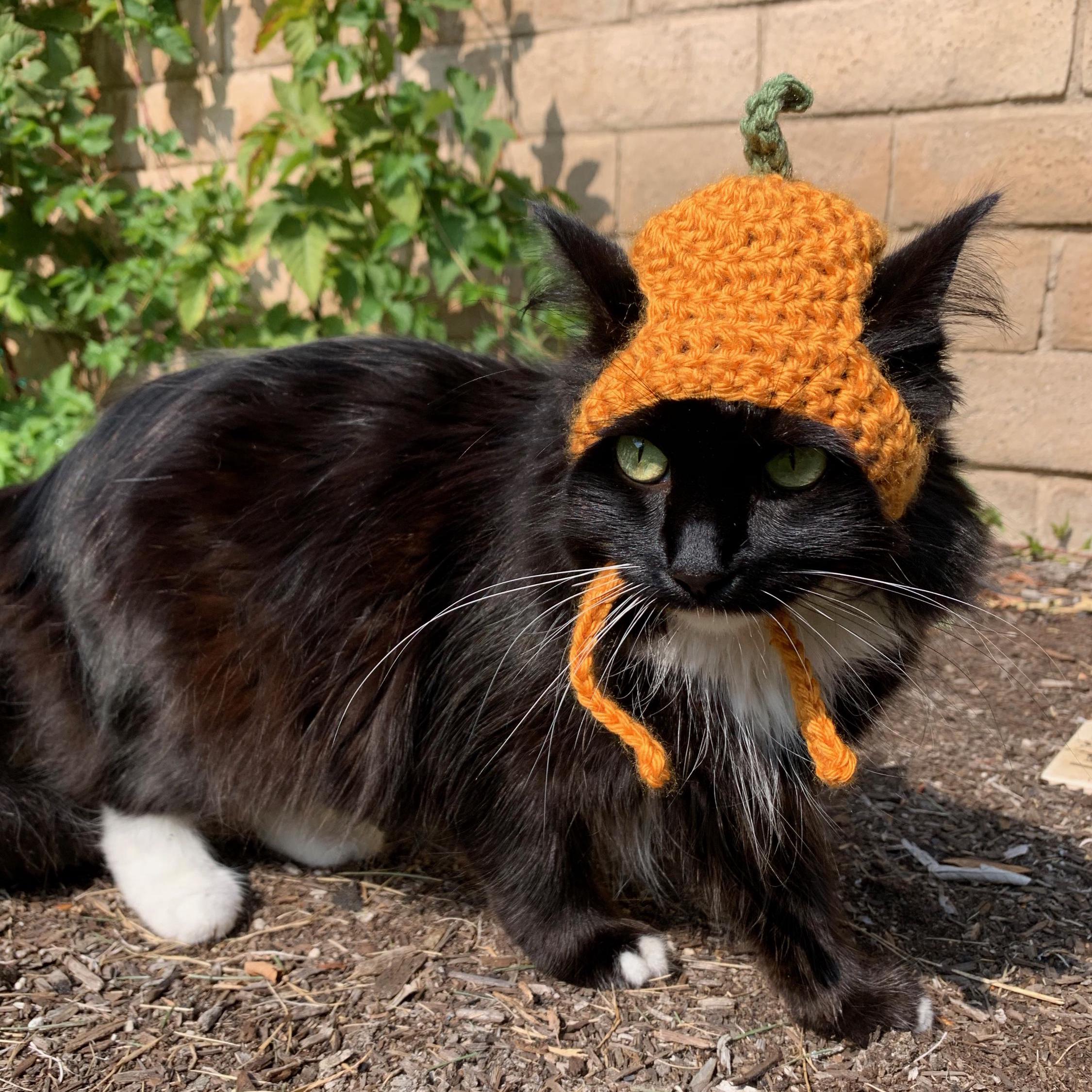 Pumpkin Cat Hat Halloween/thanksgiving Cat Costume, Cat Outfit, Cat ...