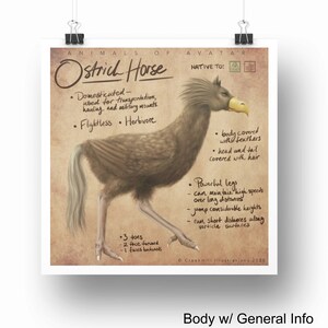 Ostrich Horse Anatomy and Field Guide / Avatar the Last Airbender ...