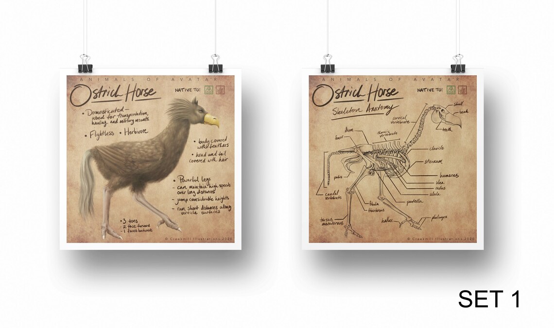 Ostrich Horse Anatomy and Field Guide / Avatar the Last | Etsy